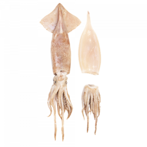 Sustainable Squid and Calamari from Lund's Fisheries